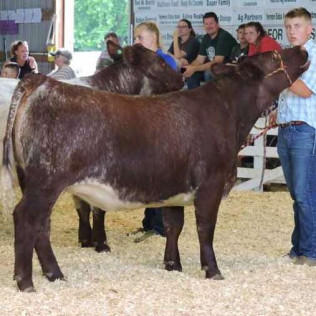 Open Beef Show | Dodge County Free Fair